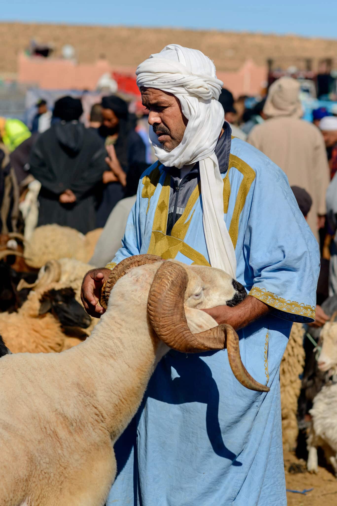 Prix d’un mouton au Maroc par Allo-Mouton