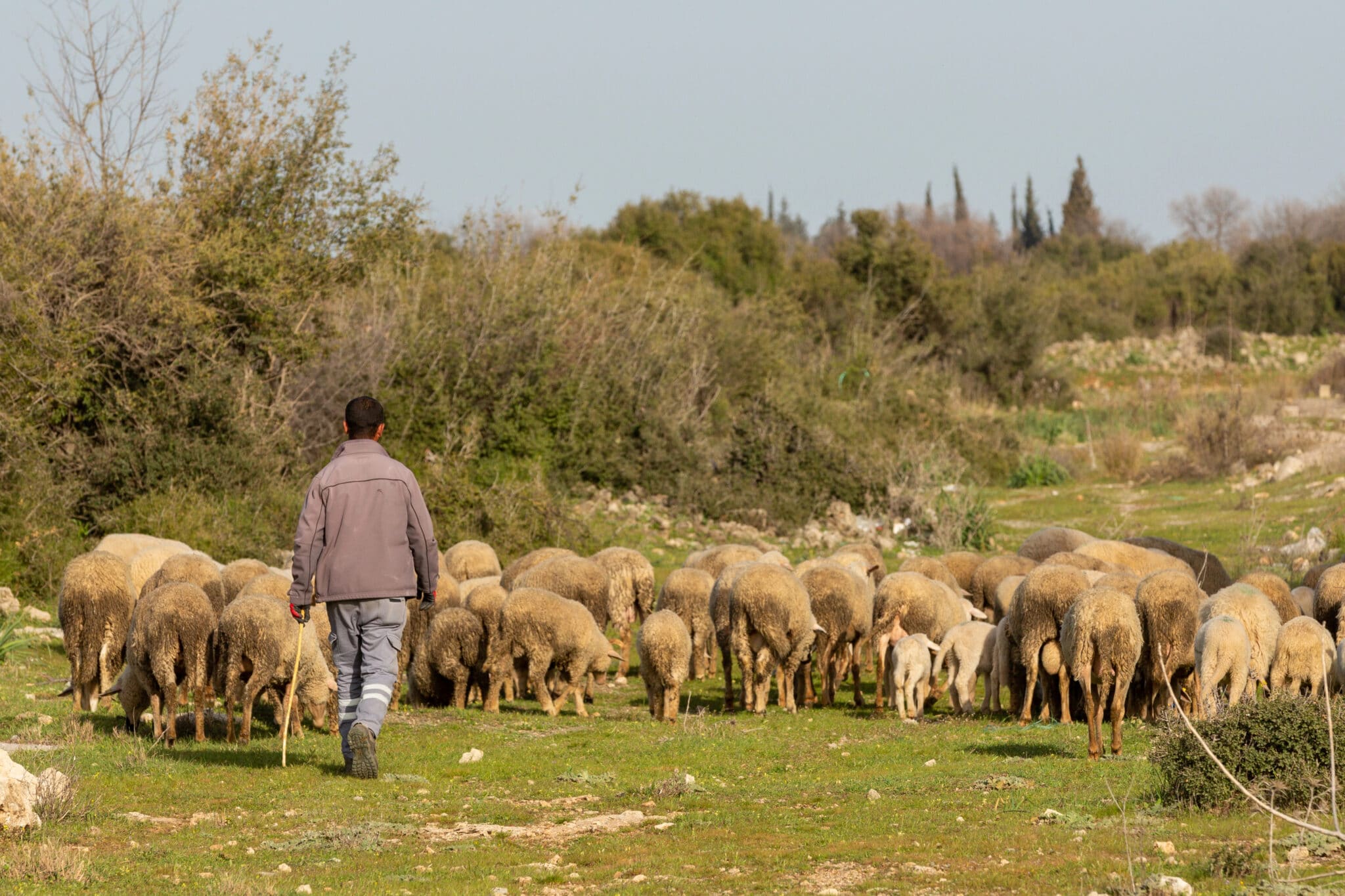 L'élevage de moutons à domicile | Allo-Mouton